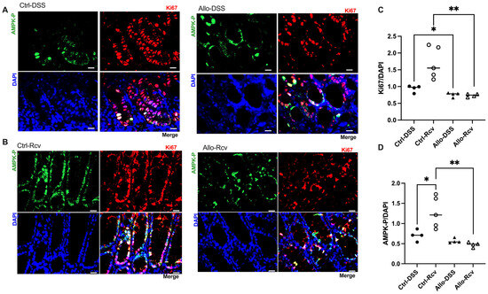 Allopurinol Disrupts Purine Metabolism to Increase Damage in ...