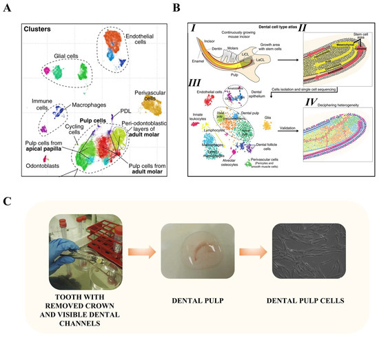 Mechanobiology of Dental Pulp Cells
