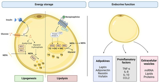 Unraveling Adipose Tissue Dysfunction: Molecular Mechanisms, Novel ...
