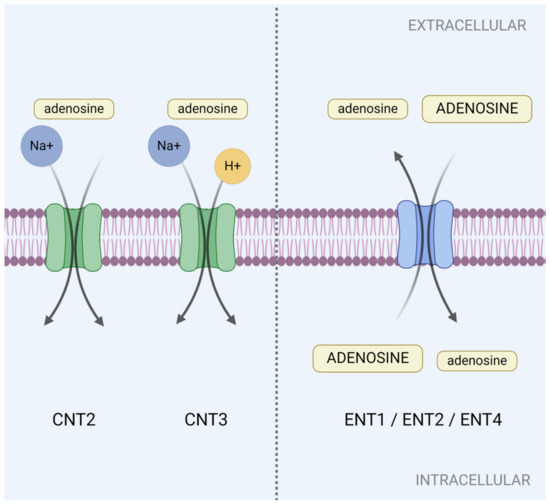 Adenosine in Intestinal Epithelial Barrier Function