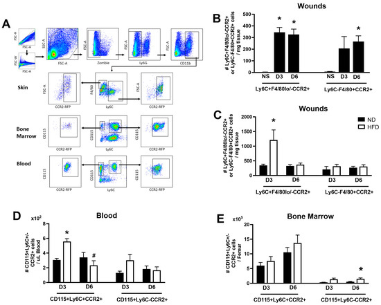 Diet-Induced Obesity Increases Monocyte/Macrophage Proliferation during ...
