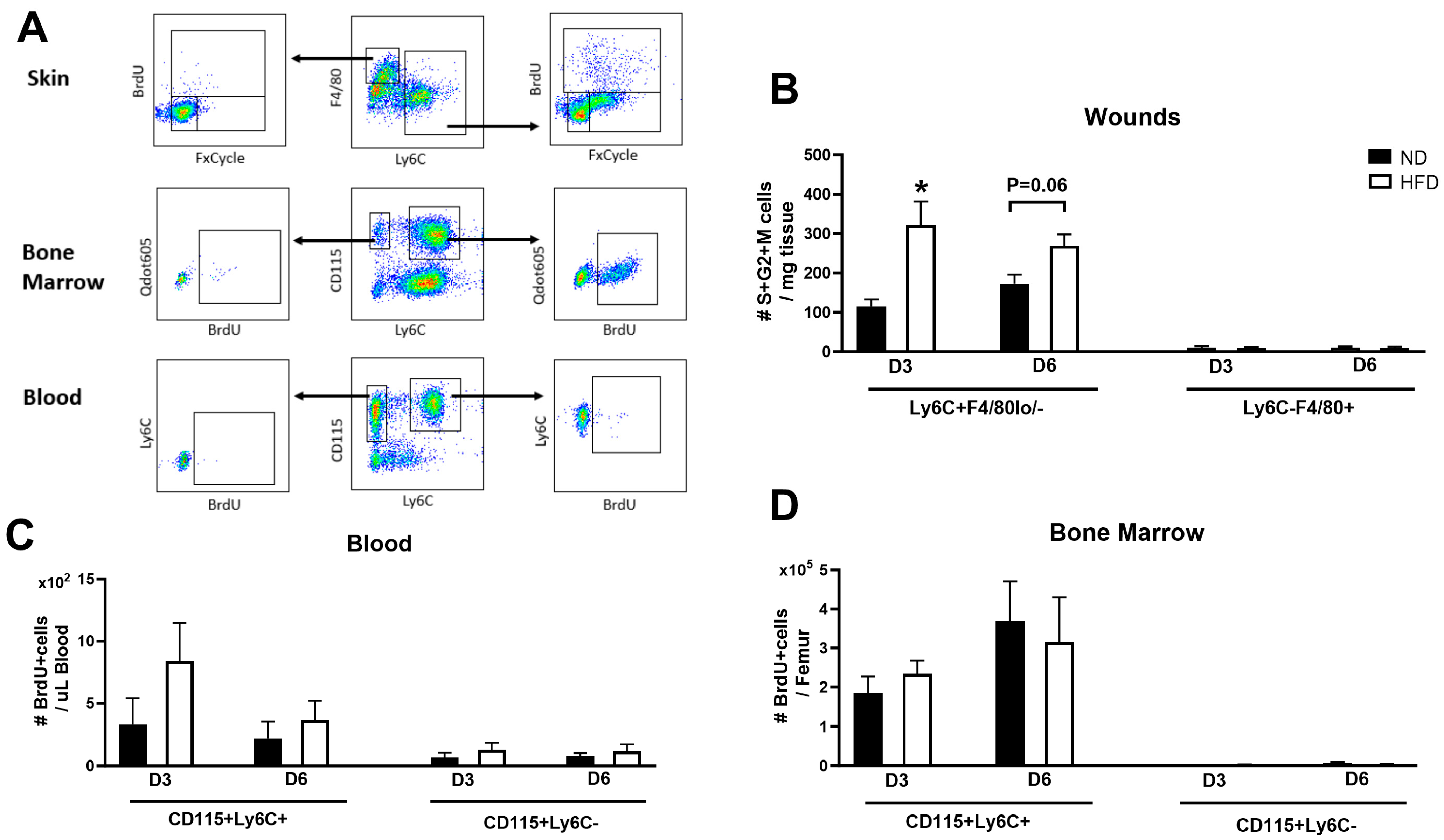 Diet-Induced Obesity Increases Monocyte/Macrophage Proliferation during ...