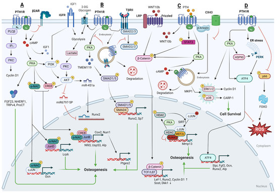 PTH and the Regulation of Mesenchymal Cells within the Bone Marrow Niche