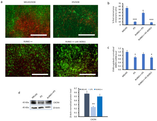 Exploring the Interplay of RUNX2 and CXCR4 in Melanoma Progression