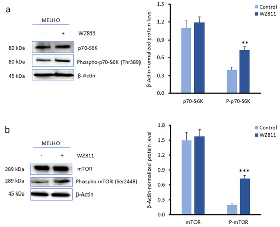 Exploring the Interplay of RUNX2 and CXCR4 in Melanoma Progression