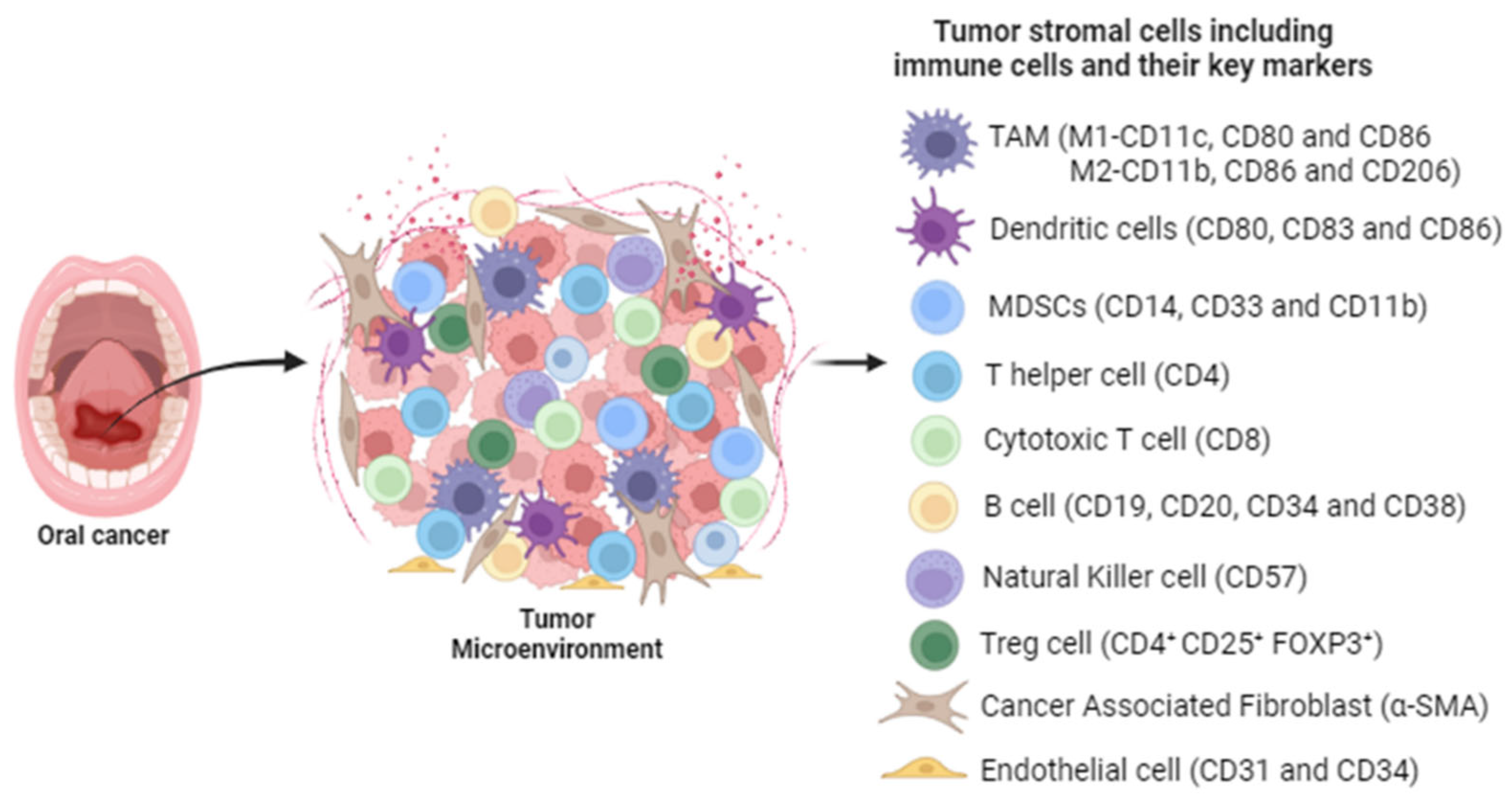 Cells | Free Full-Text | The Use of Immune Regulation in Treating Head and Neck Squamous Cell ...