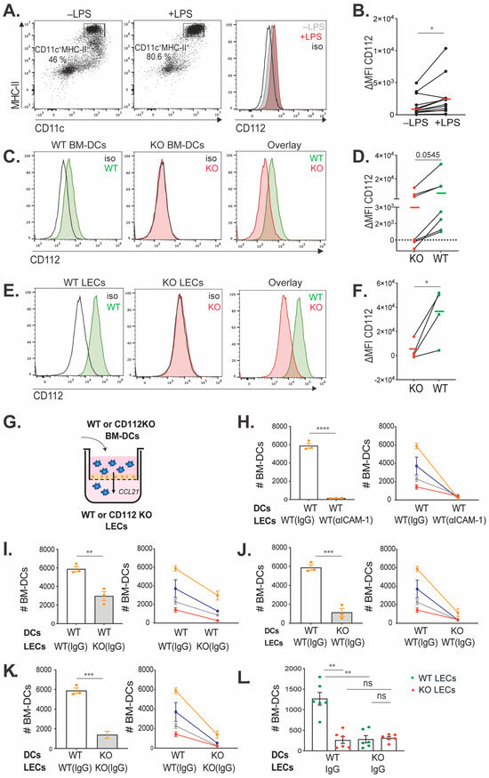 Cells | Free Full-Text | CD112 Supports Lymphatic Migration of Human ...