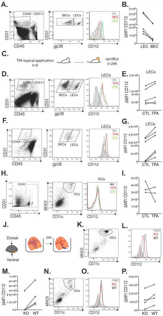 Cells | Free Full-Text | CD112 Supports Lymphatic Migration of Human ...