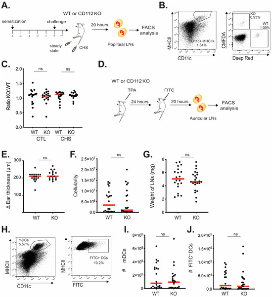 Cells | Free Full-Text | CD112 Supports Lymphatic Migration of Human ...