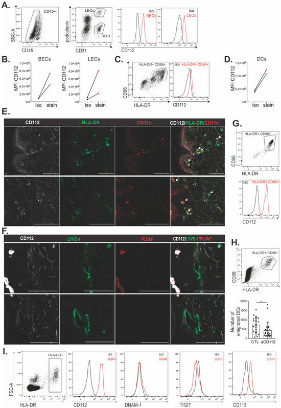 Cells | Free Full-Text | CD112 Supports Lymphatic Migration of Human ...