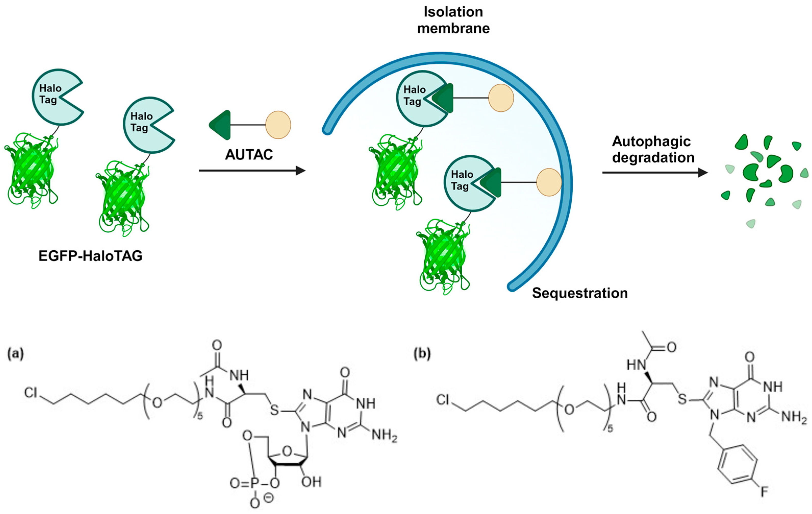 Harmony of Protein Tags and Chimeric Molecules Empowers Targeted ...