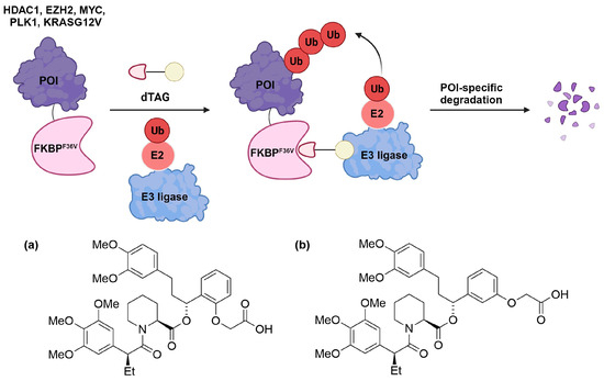 Harmony of Protein Tags and Chimeric Molecules Empowers Targeted ...
