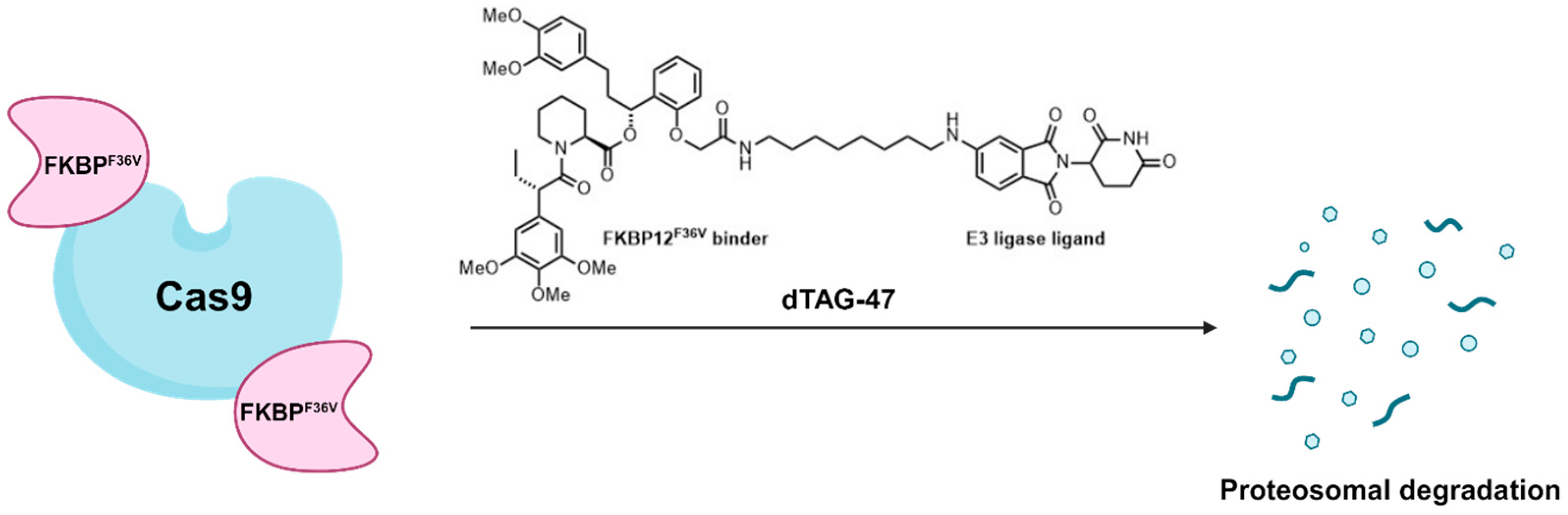 Cells | Free Full-Text | Harmony of Protein Tags and Chimeric Molecules ...