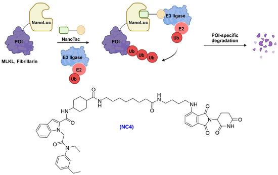 Harmony of Protein Tags and Chimeric Molecules Empowers Targeted ...
