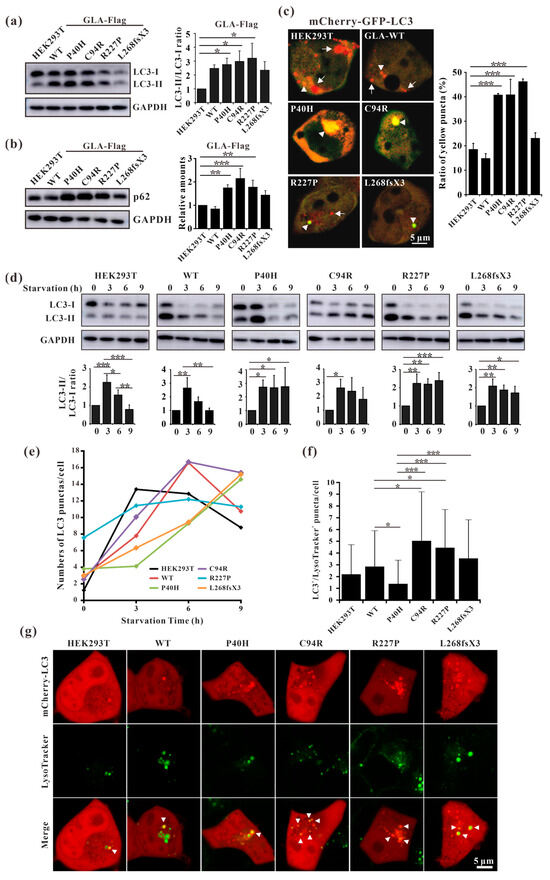 GLA Mutations Suppress Autophagy and Stimulate Lysosome Generation in ...