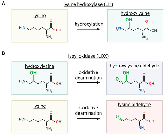 Exploring Extracellular Matrix Crosslinking as a Therapeutic Approach ...