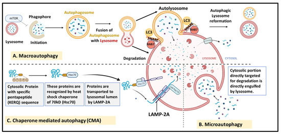 Emerging Role of Autophagy in Governing Cellular Dormancy, Metabolic ...