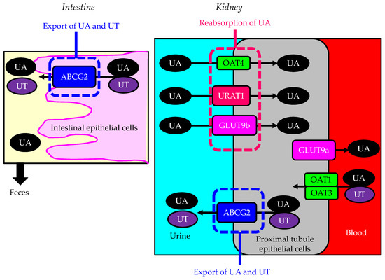 A Possible Therapeutic Application of the Selective Inhibitor of Urate Transporter 1, Dotinurad ...