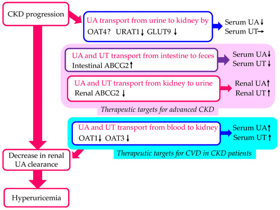 Cells | Free Full-Text | A Possible Therapeutic Application of the Selective Inhibitor of Urate ...