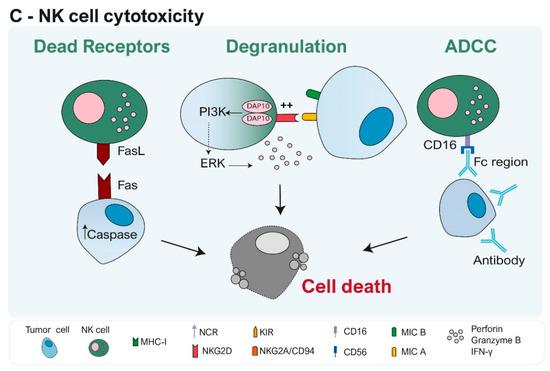 Building a Better Defense: Expanding and Improving Natural Killer Cells ...