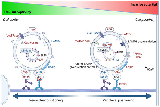 Lysosomes in Cancer—At the Crossroad of Good and Evil