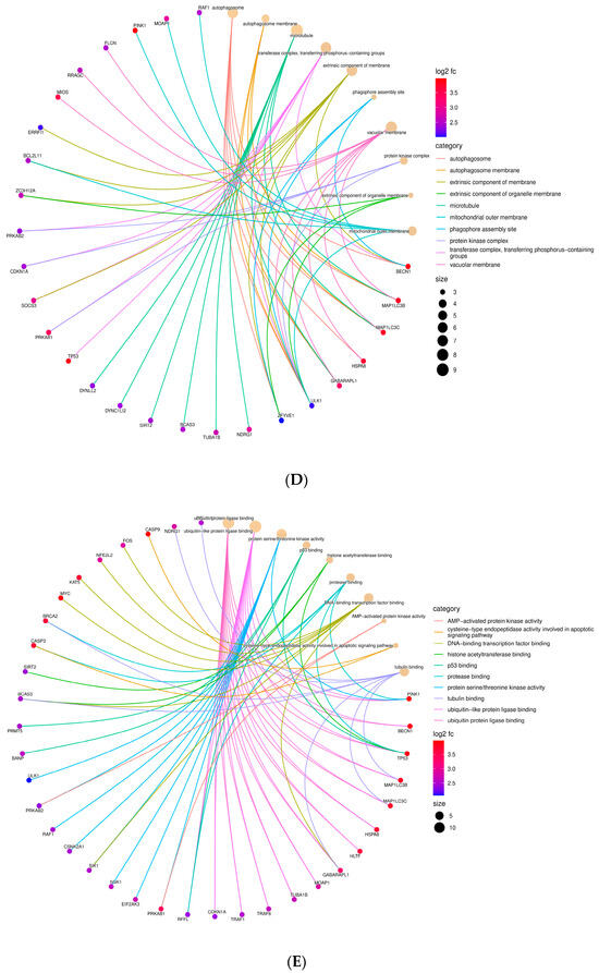 Cisplatin and Starvation Differently Sensitize Autophagy in Renal ...
