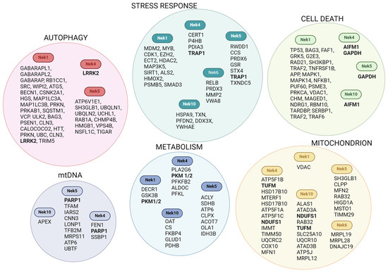 The Mitochondrial Connection: The Nek Kinases’ New Functional Axis in ...