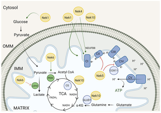 The Mitochondrial Connection: The Nek Kinases’ New Functional Axis in ...