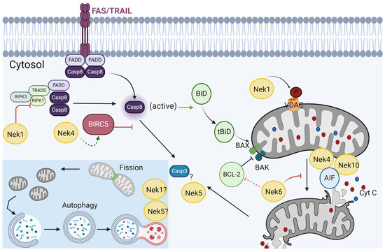 Cells | Free Full-Text | The Mitochondrial Connection: The Nek Kinases ...