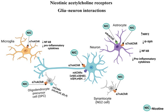 Nicotinic Acetylcholine Receptors in Glial Cells as Molecular Target ...