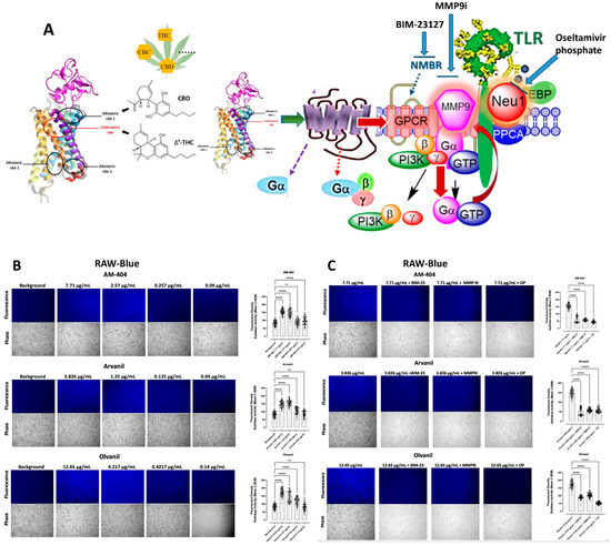 Functional Selectivity of Cannabinoid Type 1 G Protein-Coupled Receptor ...