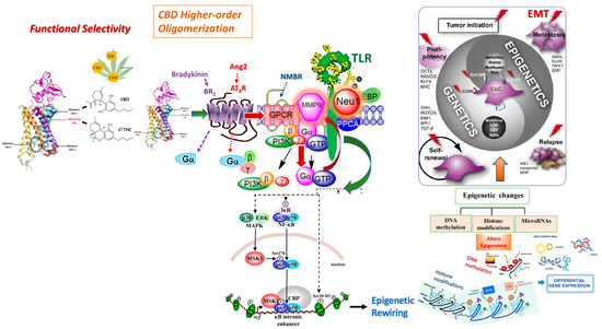 Functional Selectivity of Cannabinoid Type 1 G Protein-Coupled Receptor ...