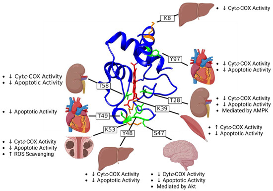 Phosphorylations and Acetylations of Cytochrome c Control Mitochondrial ...