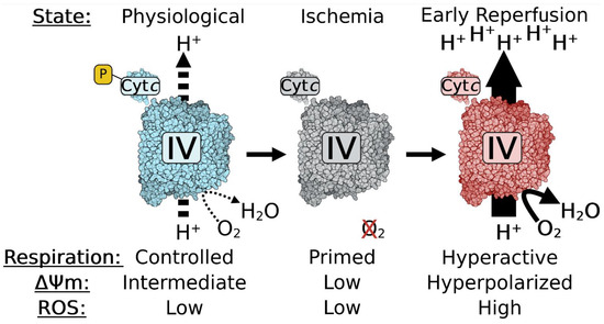 Phosphorylations and Acetylations of Cytochrome c Control Mitochondrial ...
