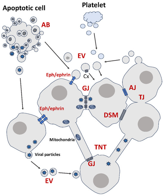 Cells | Free Full-Text | Diversity of Intercellular Communication Modes ...