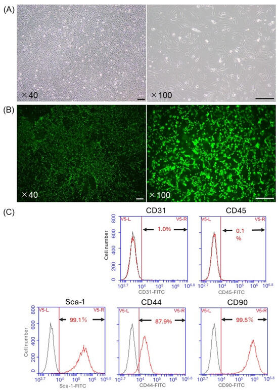 A Recombinant Peptide Device Combined with Adipose Tissue-Derived Stem ...