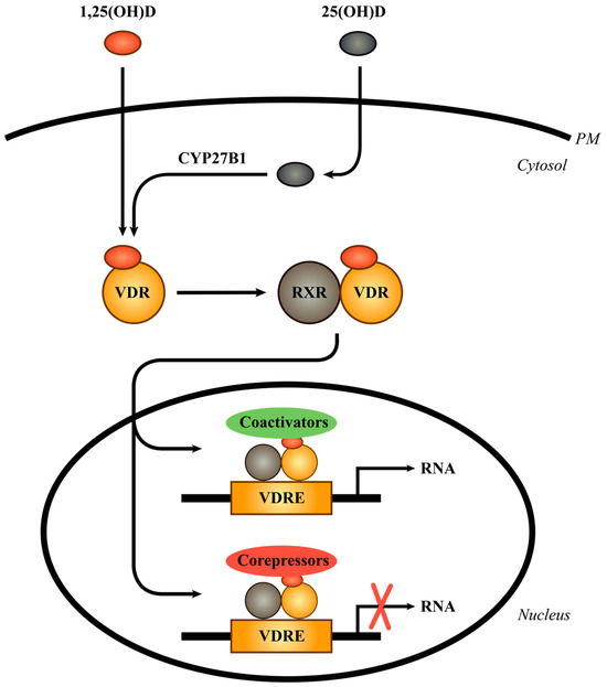 Vitamin D in Cutaneous T-Cell Lymphoma