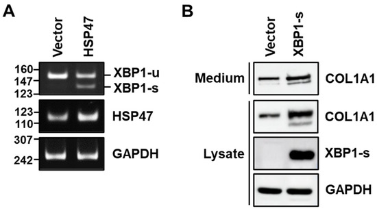 HSP47 Increases the Expression of Type I Collagen in Fibroblasts ...