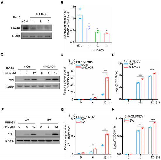 Foot-and-Mouth Disease Virus Capsid Protein VP1 Antagonizes Type I ...