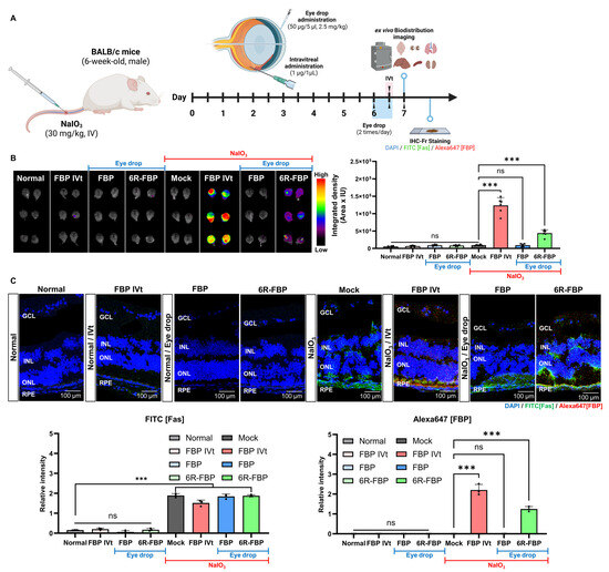 Eye Drop with Fas-Blocking Peptide Attenuates Age-Related Macular ...