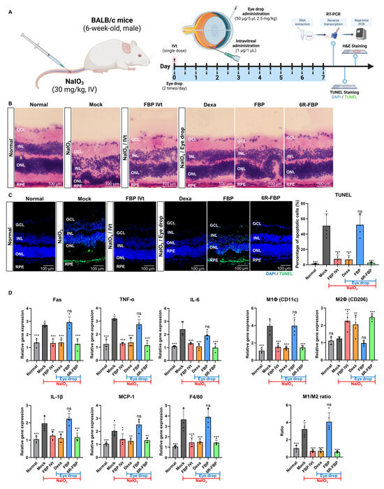 Eye Drop with Fas-Blocking Peptide Attenuates Age-Related Macular ...