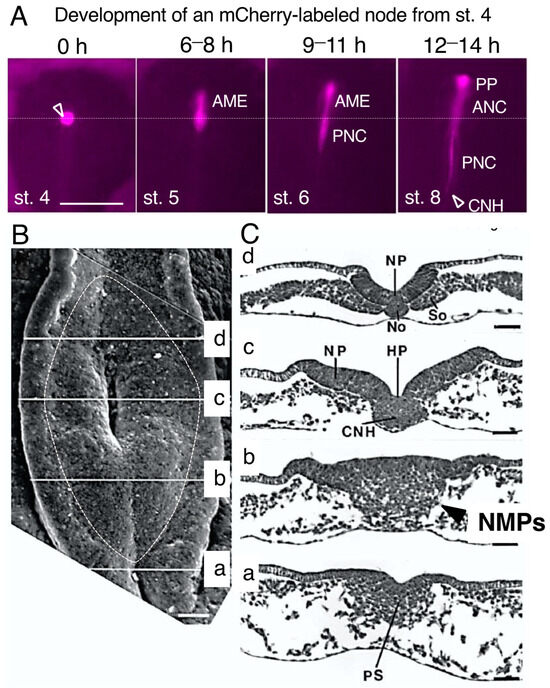 Cells Free Full Text The Origin And Regulation Of Neuromesodermal Progenitors Nmps In Embryos