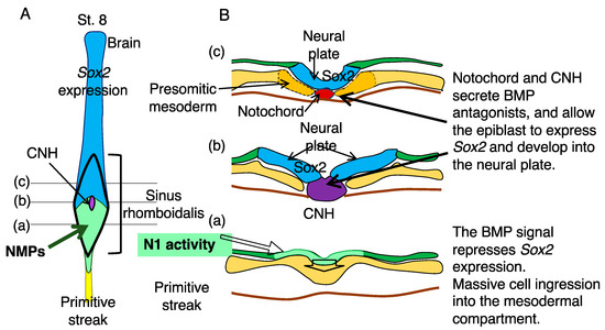 Cells | Free Full-Text | The Origin and Regulation of Neuromesodermal ...