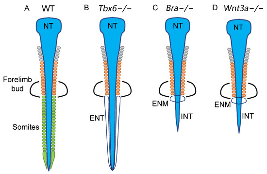 The Origin and Regulation of Neuromesodermal Progenitors (NMPs) in Embryos