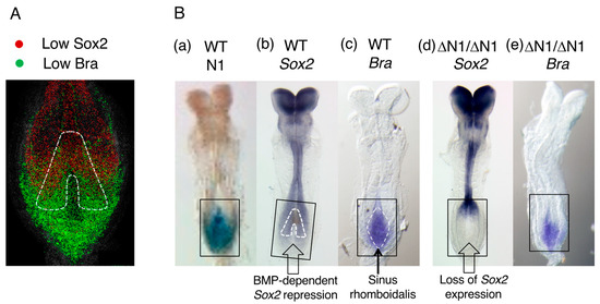 Cells | Free Full-Text | The Origin and Regulation of Neuromesodermal ...