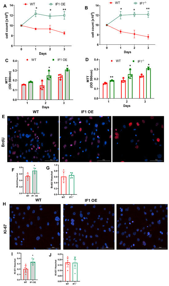 Cells | Free Full-Text | IF1 Promotes Cellular Proliferation and ...