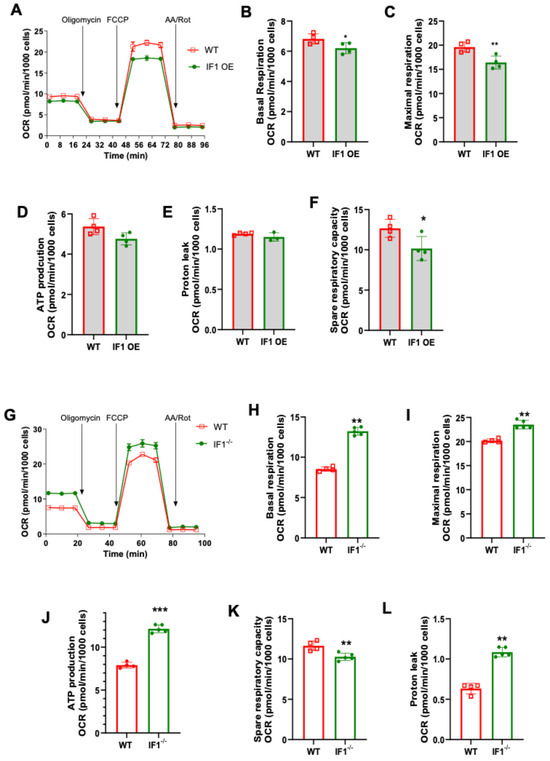 Cells | Free Full-Text | IF1 Promotes Cellular Proliferation and ...