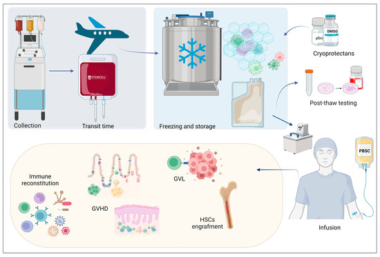 Cells | Free Full-Text | Pros and Cons of Cryopreserving Allogeneic Stem Cell Products