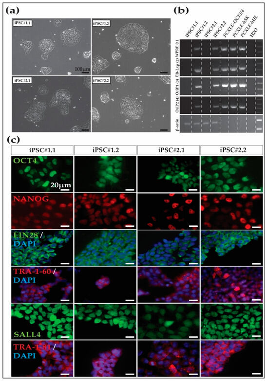 Transgene-Free Cynomolgus Monkey iPSCs Generated under Chemically ...