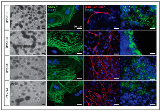 Transgene-Free Cynomolgus Monkey iPSCs Generated under Chemically ...